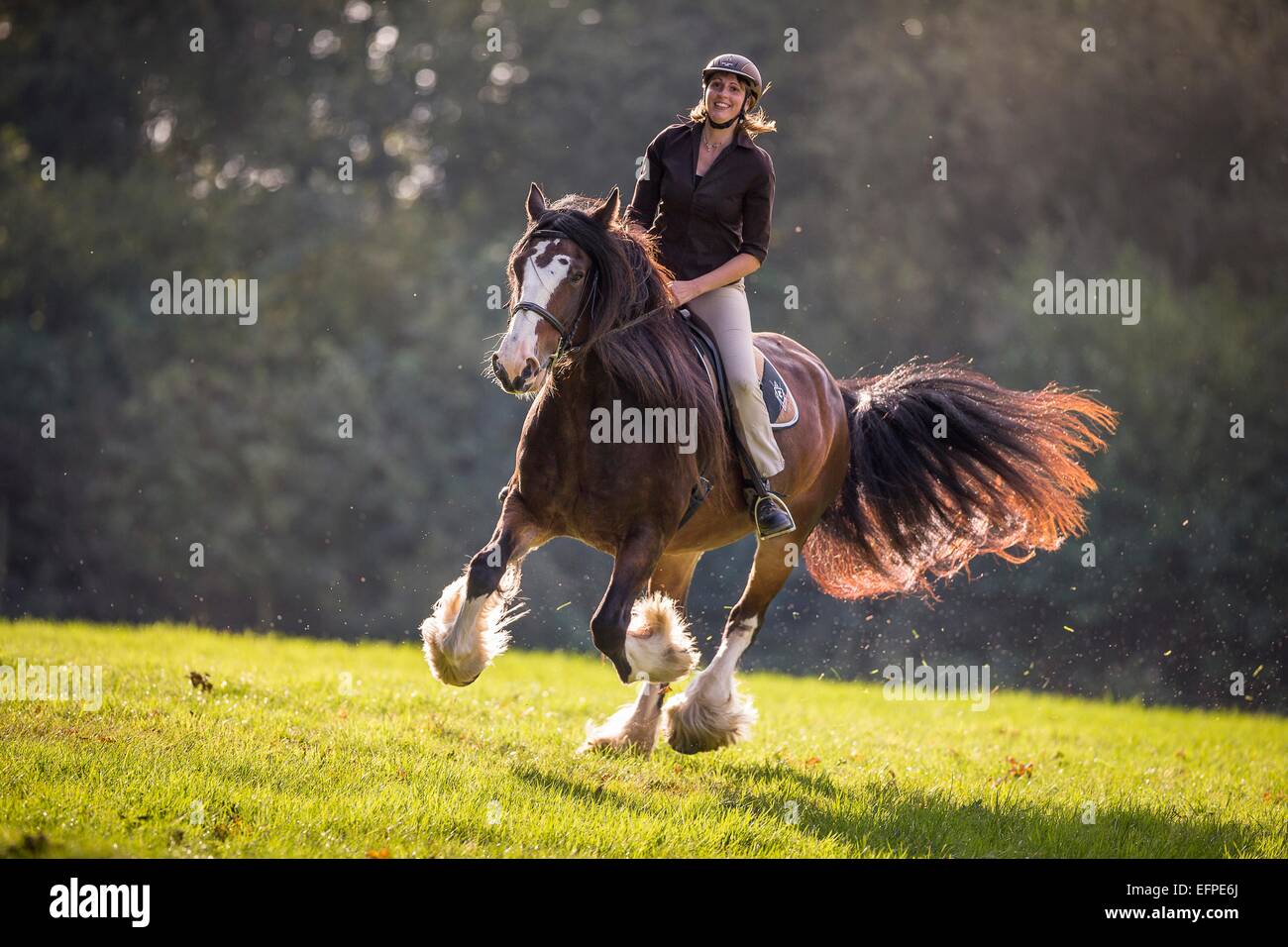 Shire Horse Bay mare woman rider galloping pasture Germany Stock Photo ...