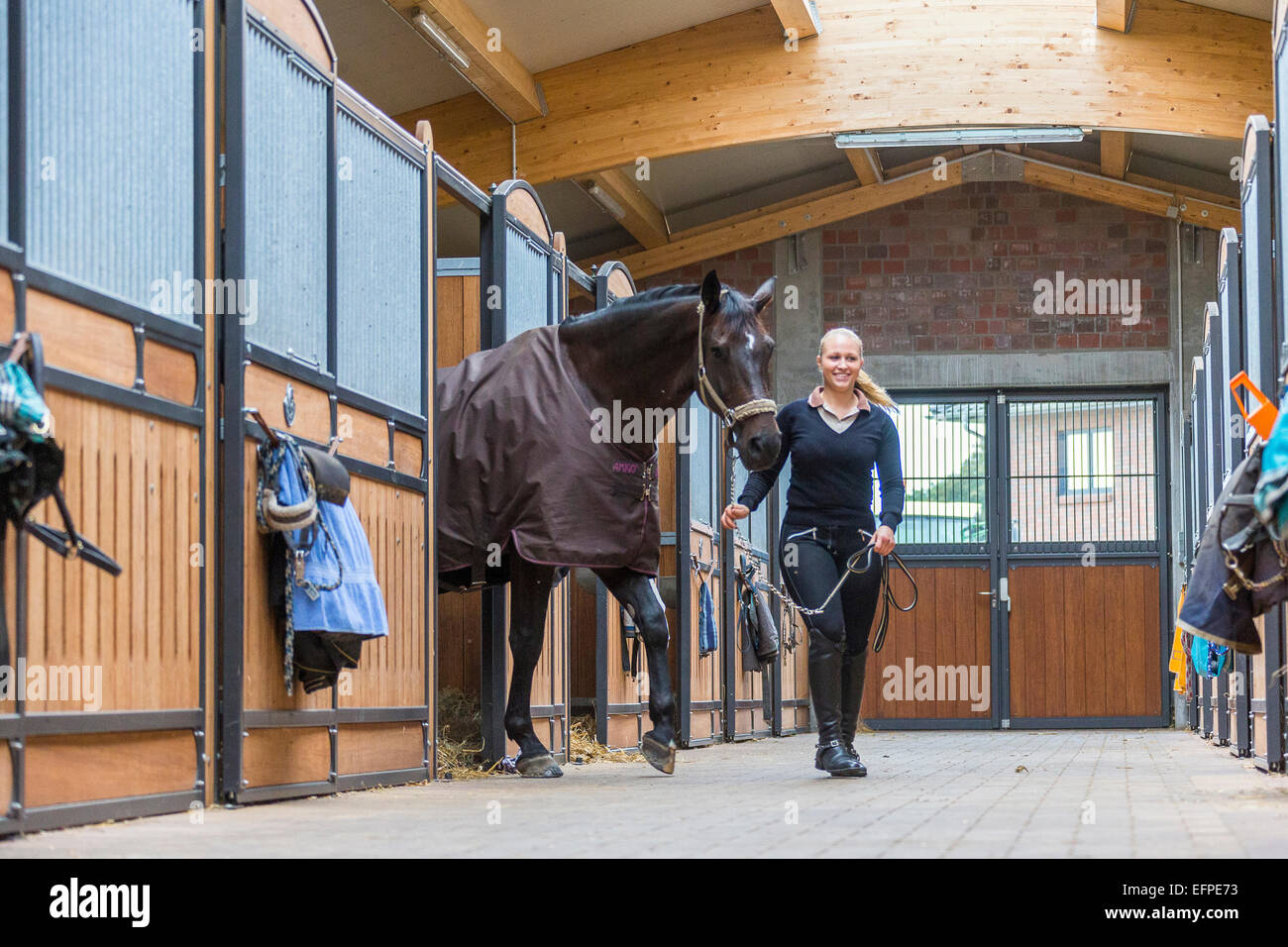 Woman leading bay Holsteiner Horse into the stable lane Germany Stock ...