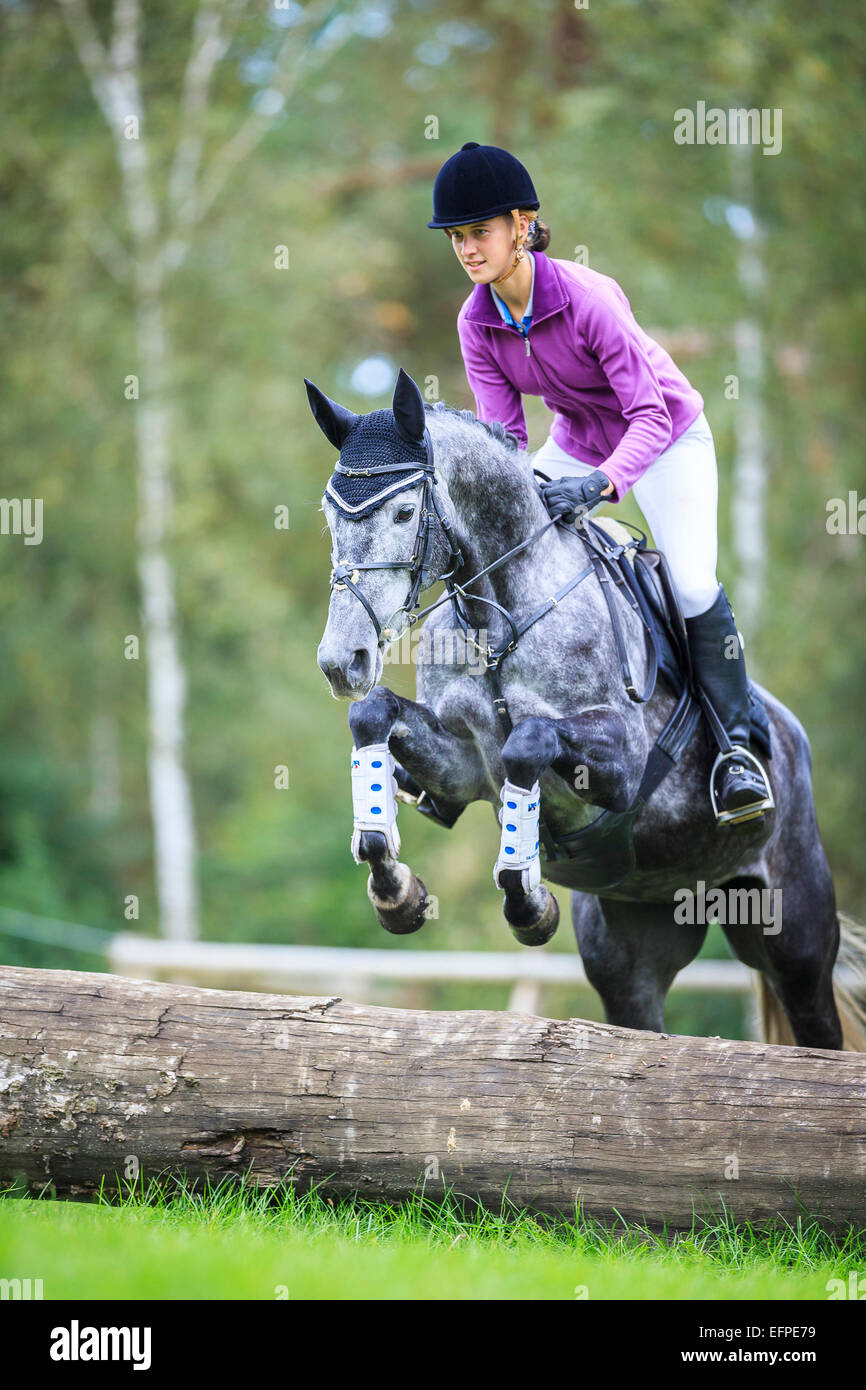Trakehner cross hi-res stock photography and images - Alamy