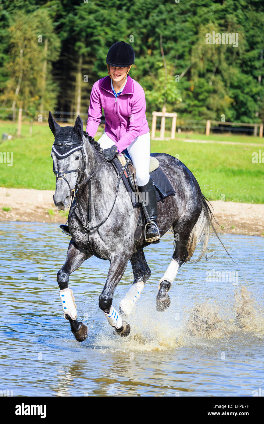 Trakehner cross hi-res stock photography and images - Alamy
