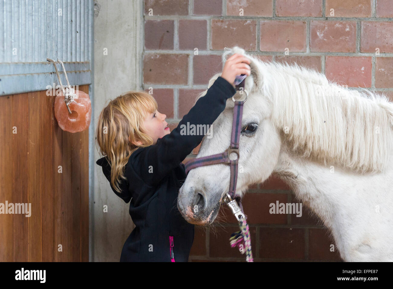 Little girl pulling halter over the head gray Welsh Pony stable lane ...