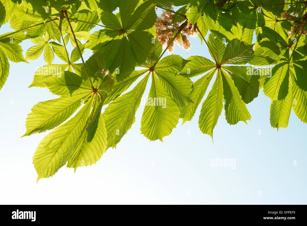 Green chestnut leaves with sunny blue sky Stock Photo - Alamy