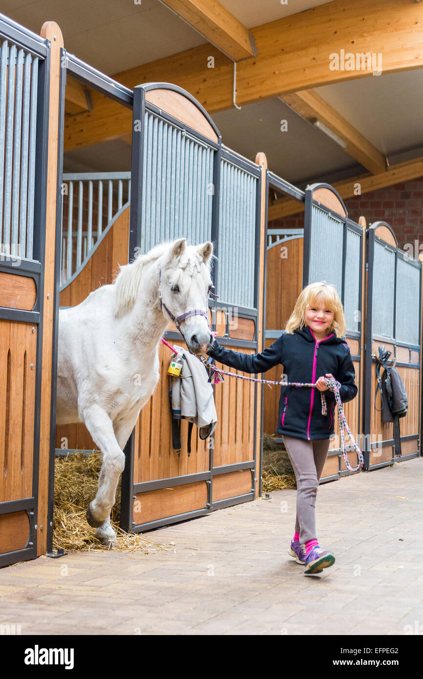 Little girl leading gray Welsh Pony into the stable lane Germany Stock ...