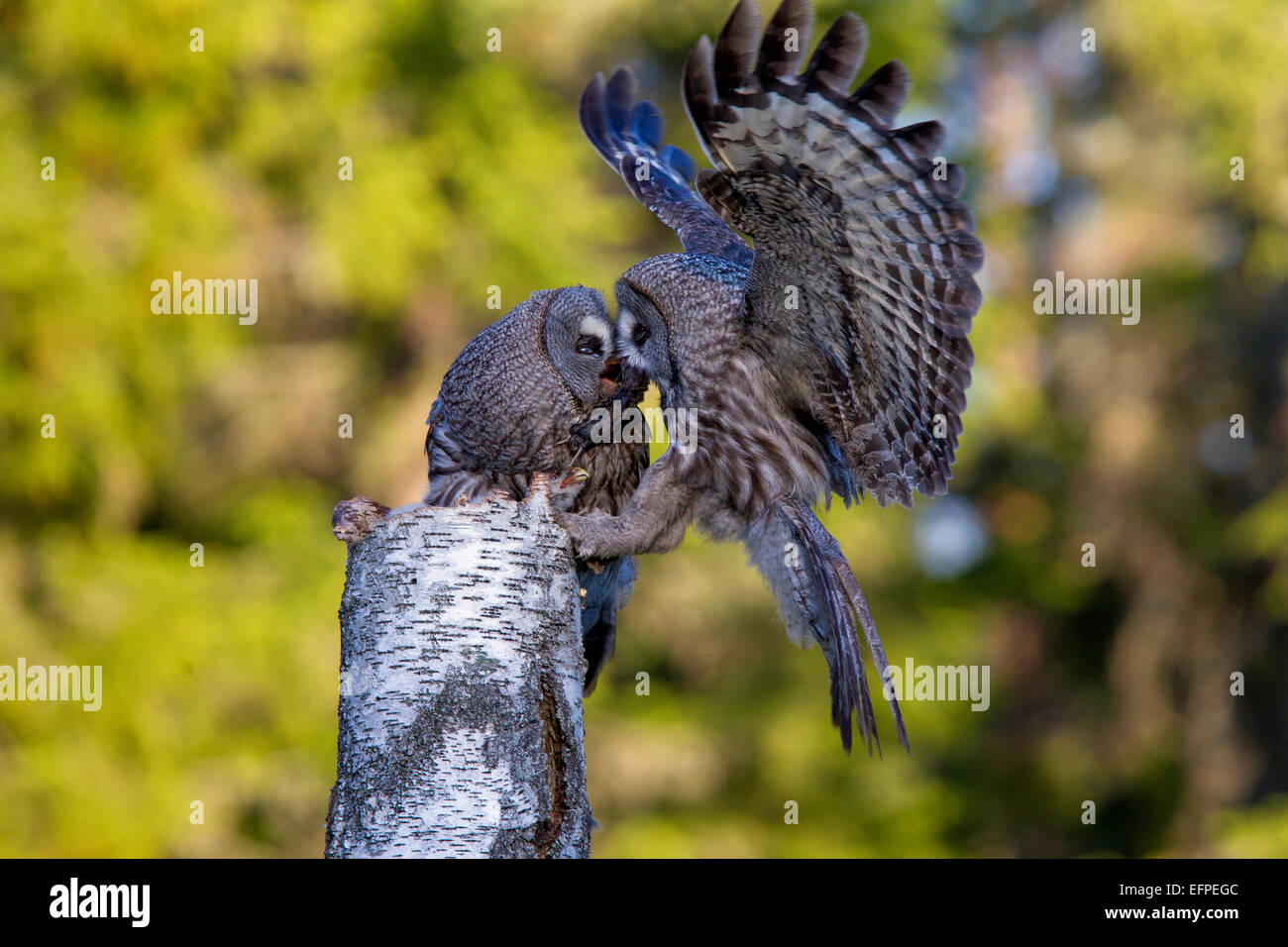 Great grey owl chicks High Resolution Stock Photography and Images - Alamy