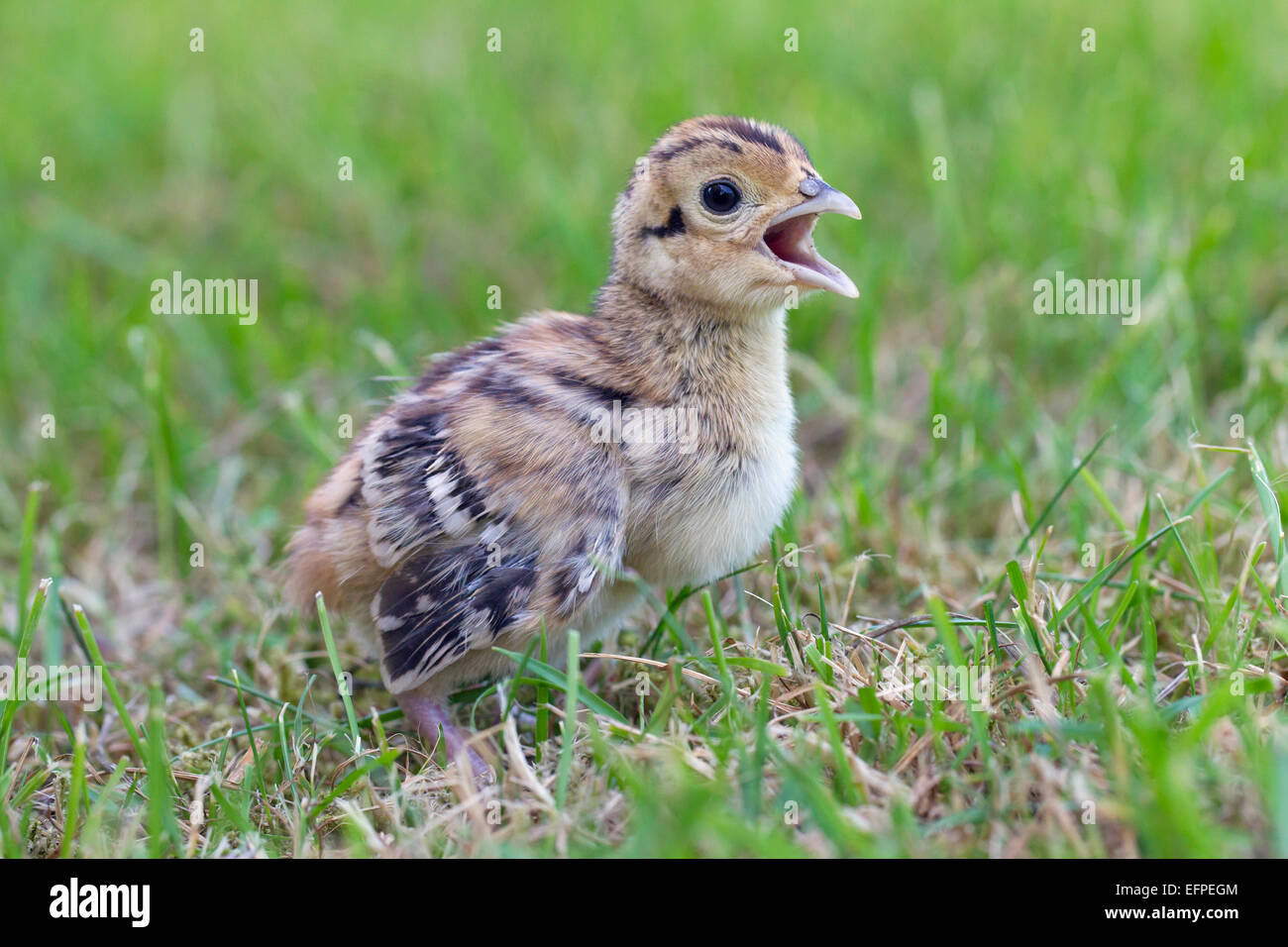 Common Pheasant Ring-necked Pheasant Phasianus colchicus Chick grass calling Germany Stock Photo ...