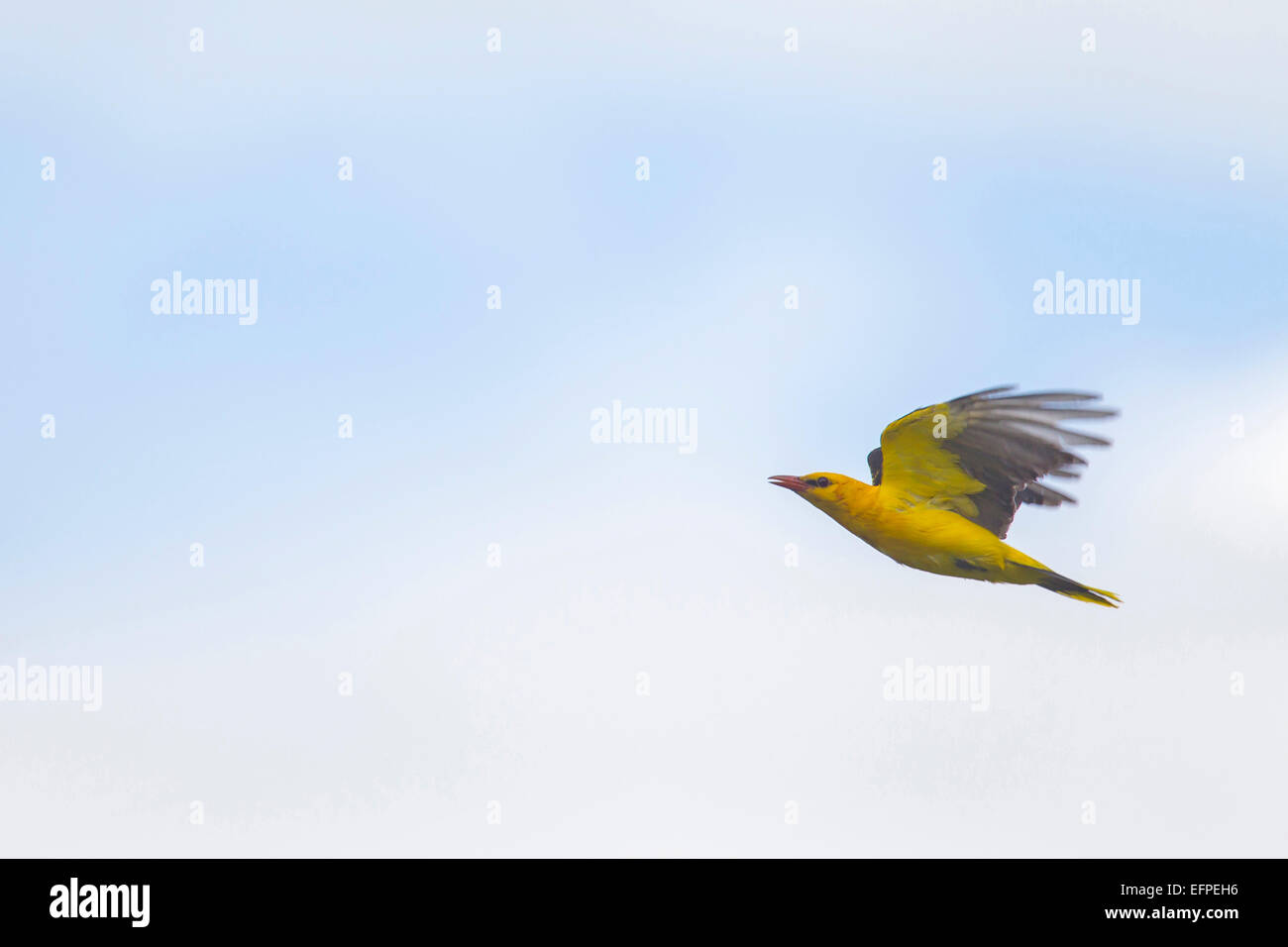 Oriole flying hi-res stock photography and images - Alamy