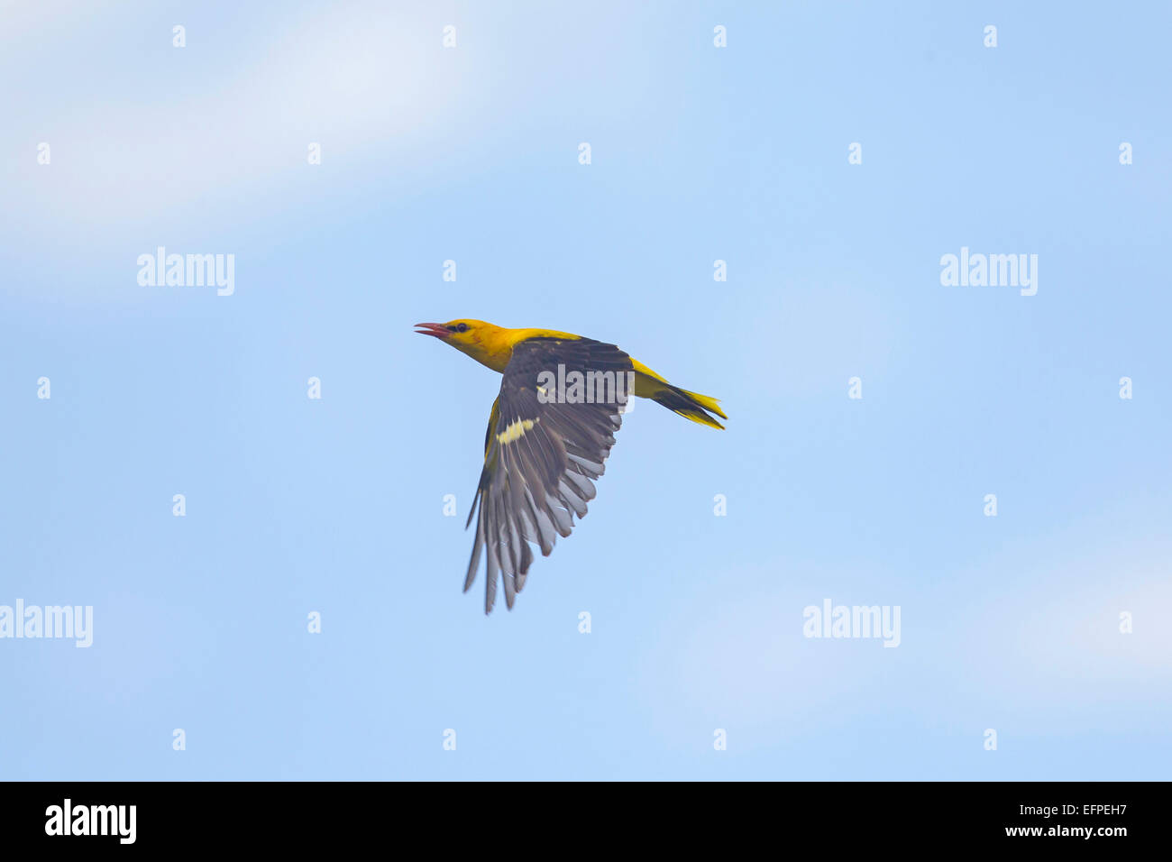 Oriole flying hi-res stock photography and images - Alamy