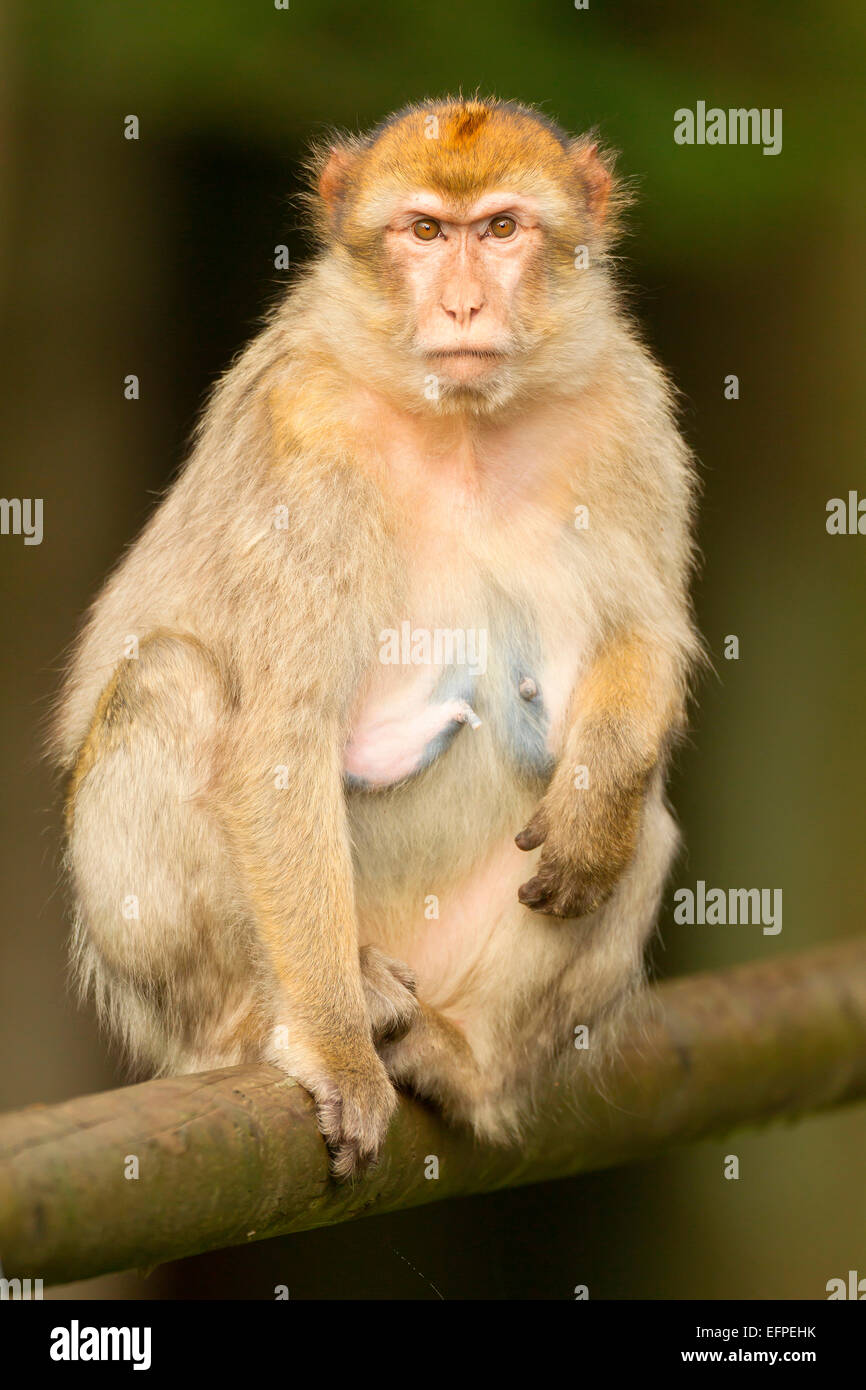 Barbary Macaque Macaca sylvanus adult female sitting Germany Stock ...