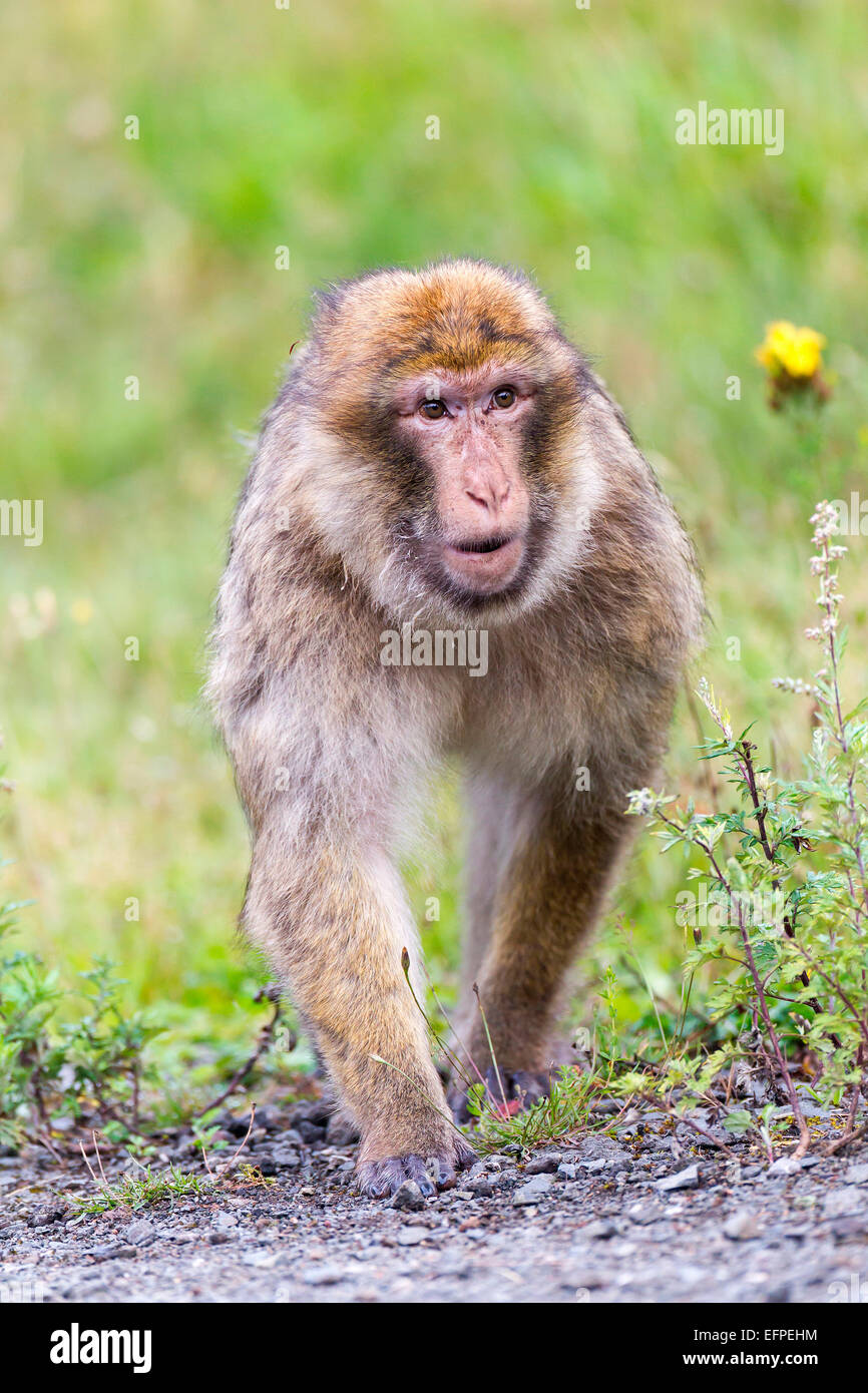 Barbary Macaque Macaca sylvanus adult walking the ground Germany Stock ...
