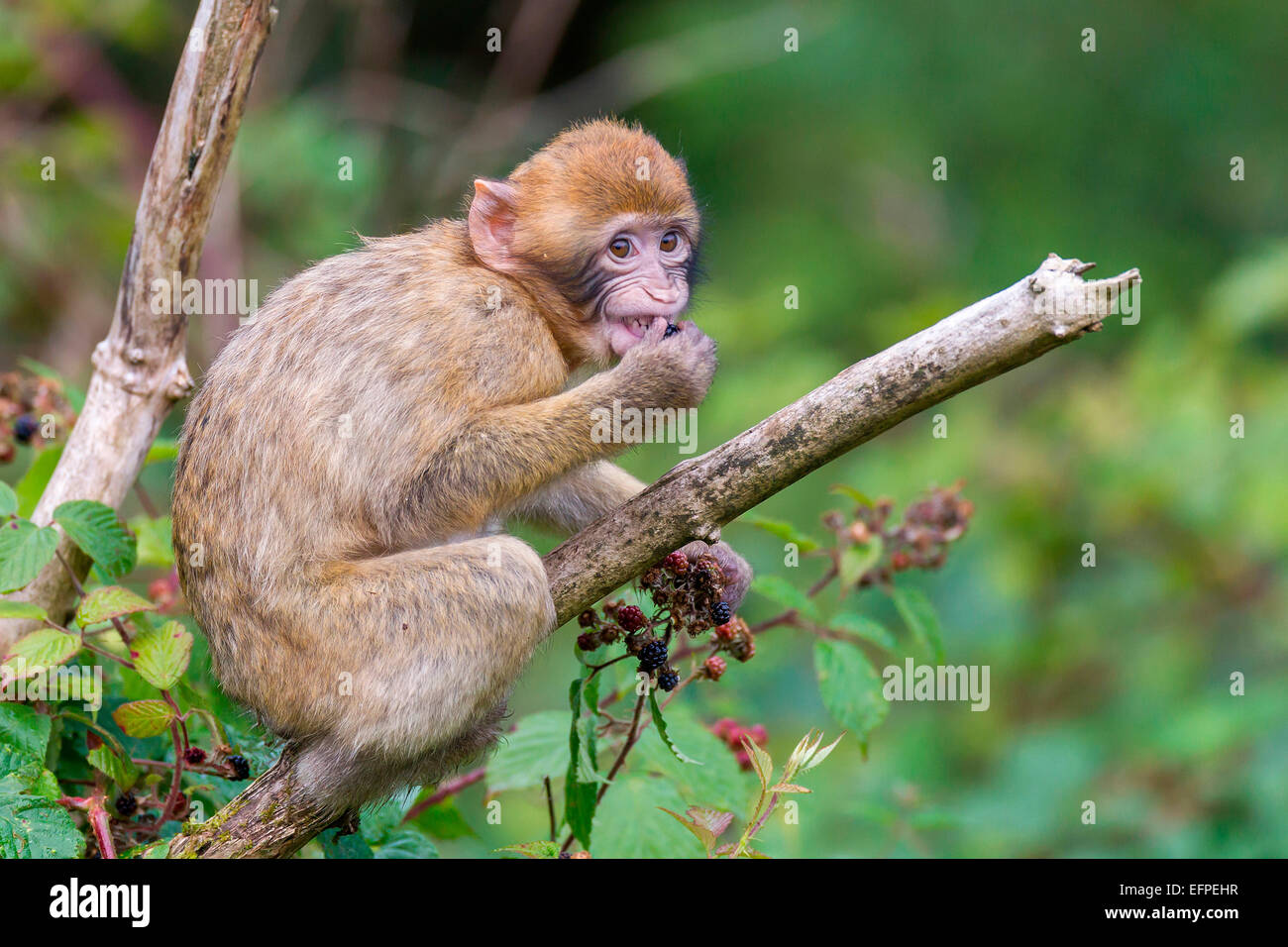 Barbary Macaque Macaca sylvanus young eating Brambles Germany Stock ...