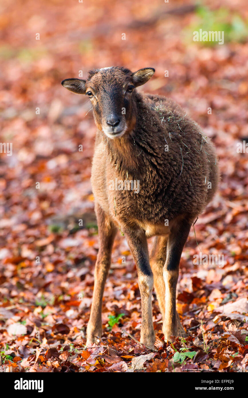 European Mouflon Ovis oreintalis musimon Ovis musimon ewe standing leaf ...