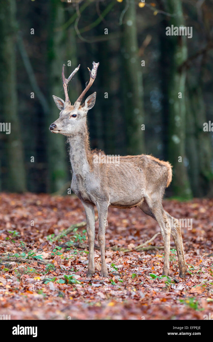 Red Deer Cervus elaphus Emaciated young stag Germany Stock Photo - Alamy