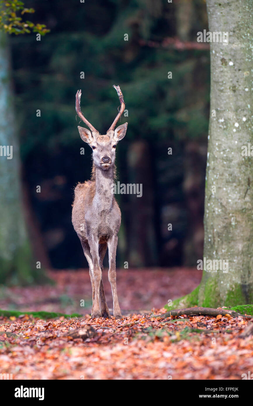 Red Deer Cervus elaphus Emaciated young stag Germany Stock Photo - Alamy