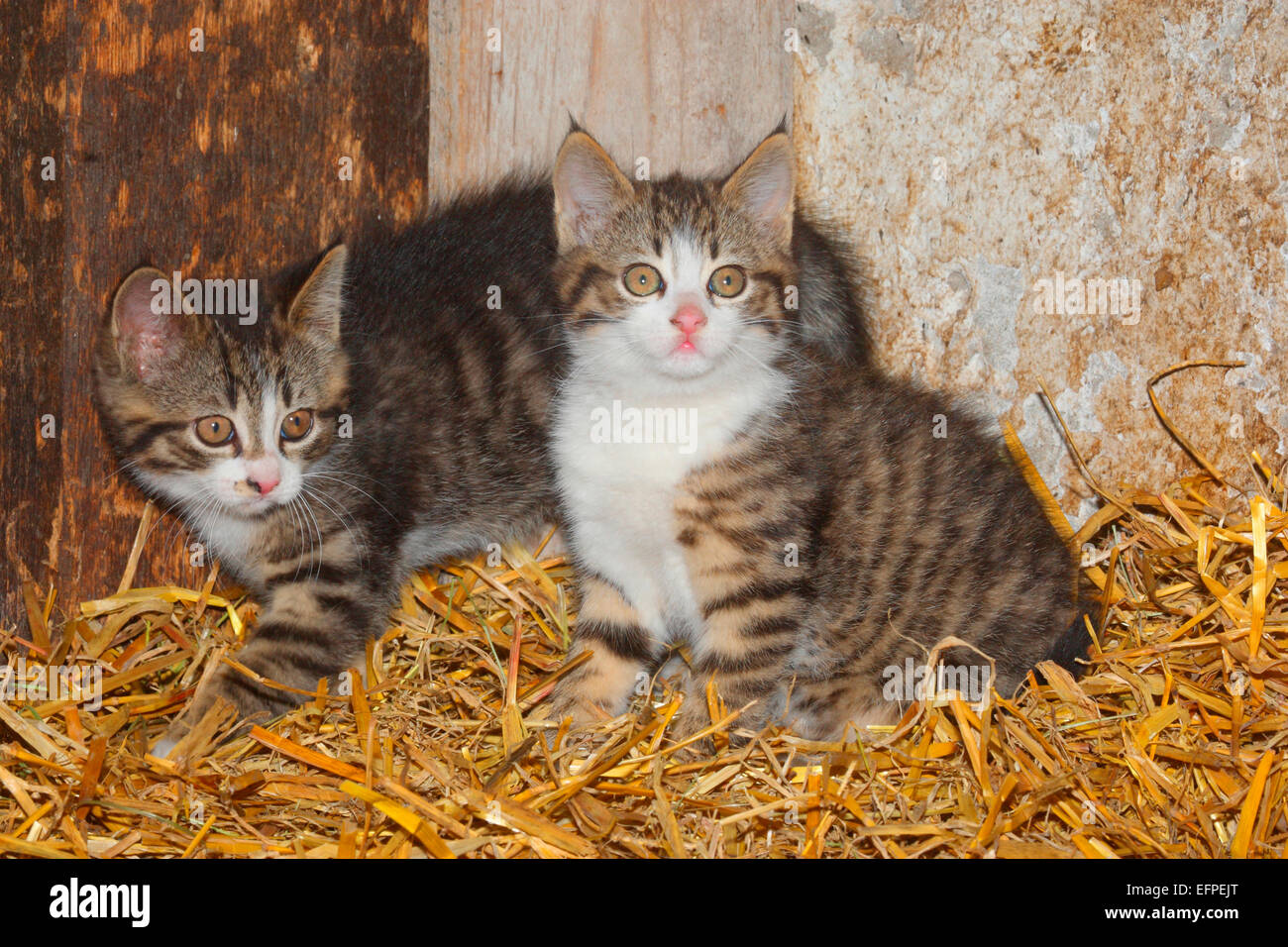 Domestic cat Two tabby white kittens straw Germany Stock Photo - Alamy