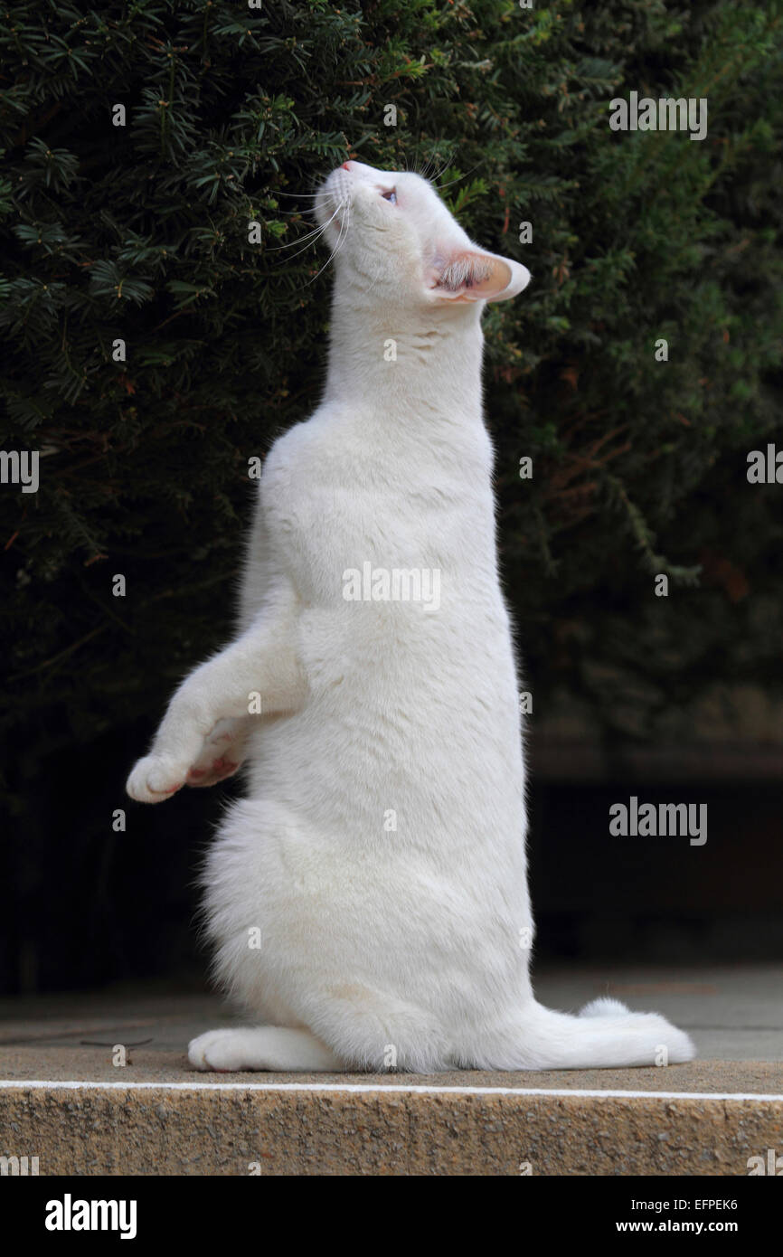 Adult sn hi-res stock photography and images - Alamy