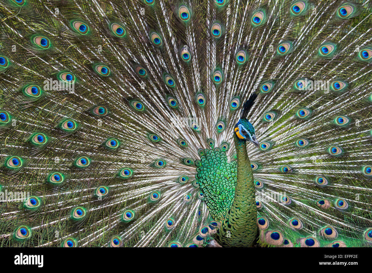 Green peafowl hi-res stock photography and images - Alamy