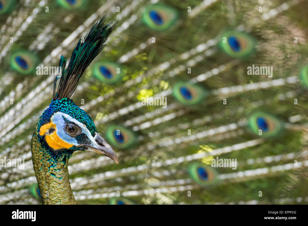 Green peafowl hi-res stock photography and images - Alamy