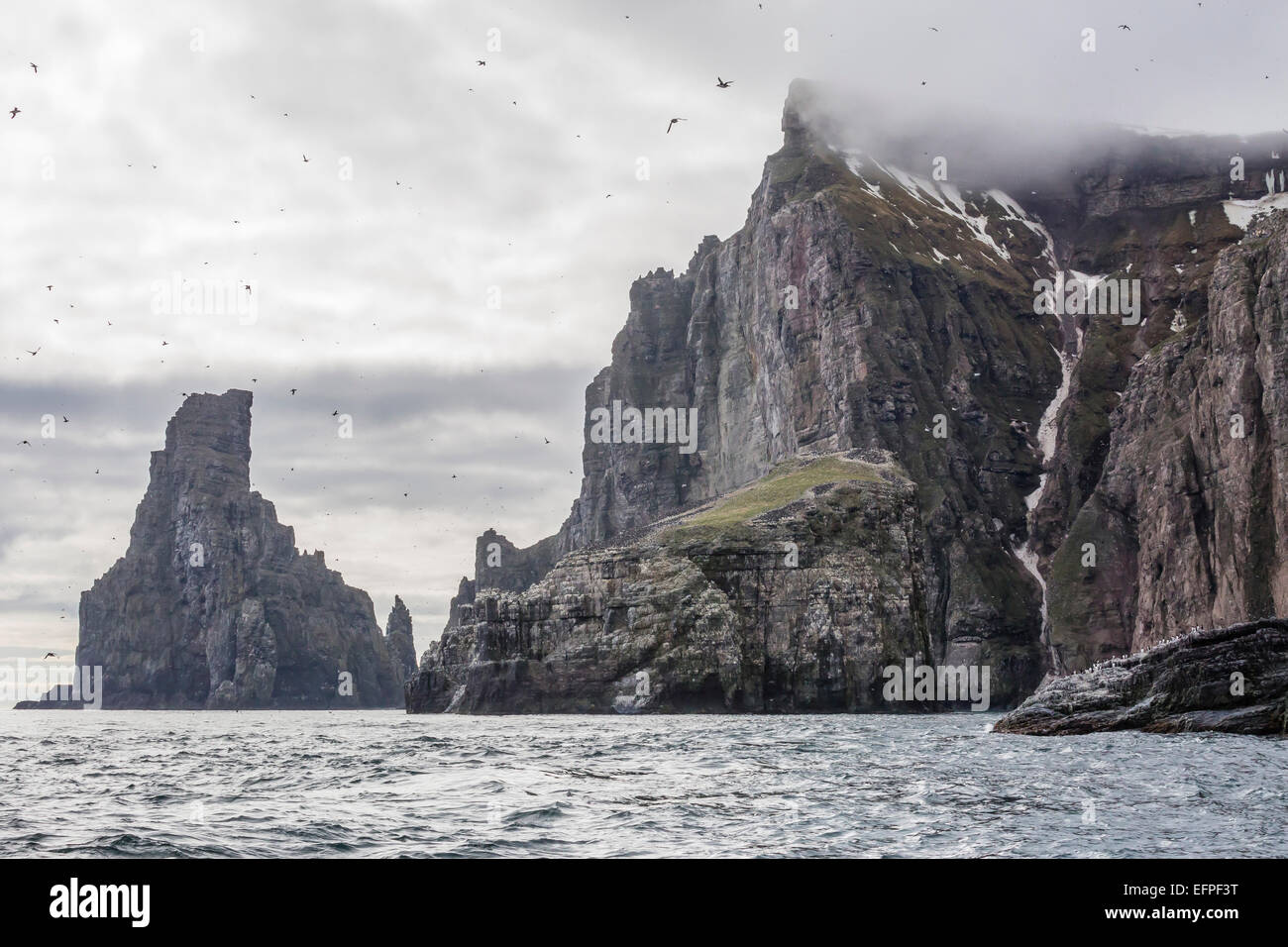 Cliff nesting birds hi-res stock photography and images - Alamy