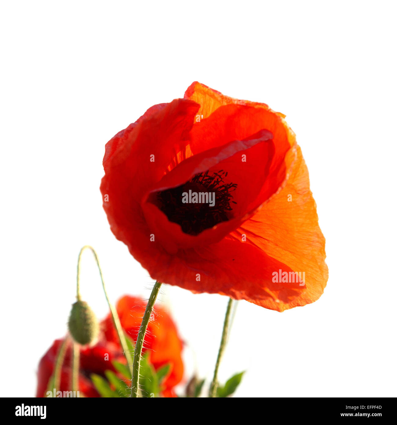 Beautiful red poppy isolated on white background Stock Photo - Alamy