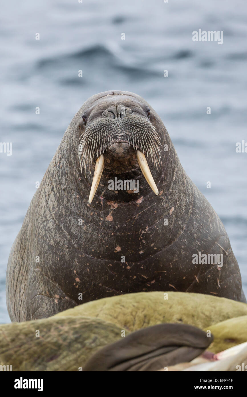 Adult bull Atlantic walrus (Odobenus rosmarus rosmarus) on the beach in ...
