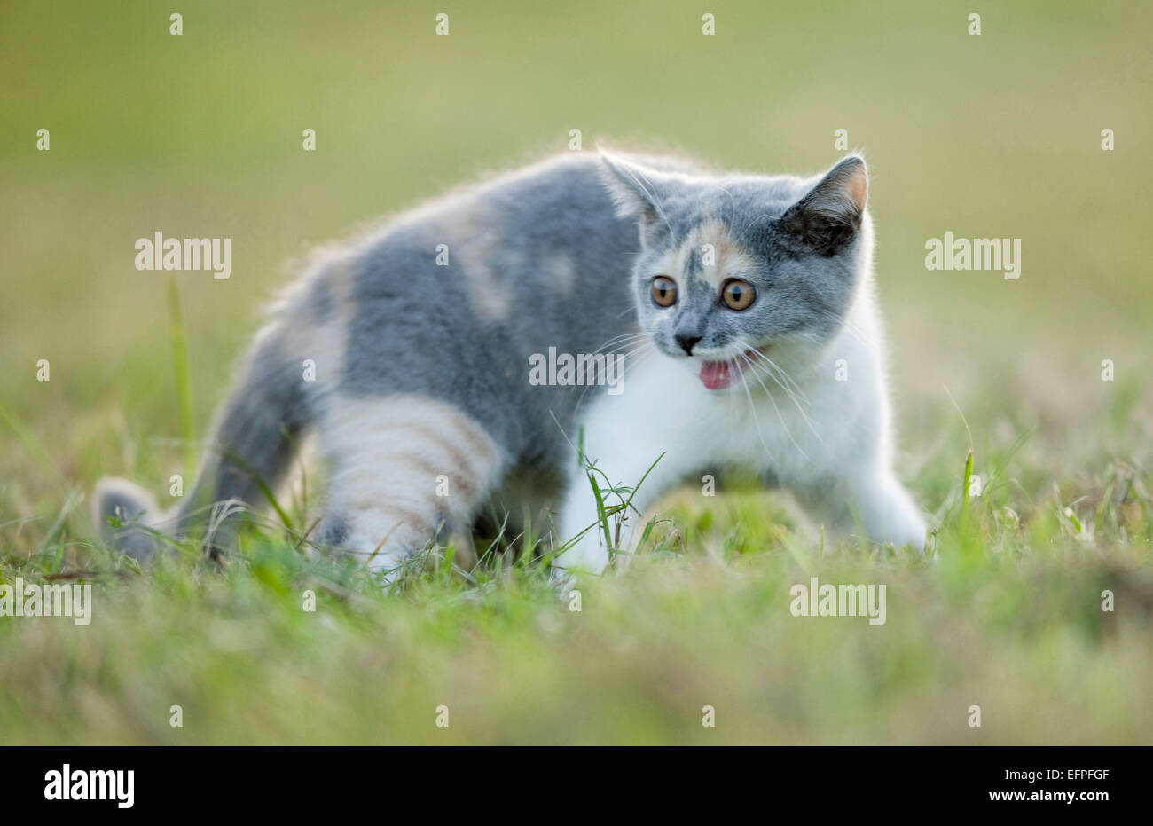 Domestic cat arching its back hi-res stock photography and images - Alamy
