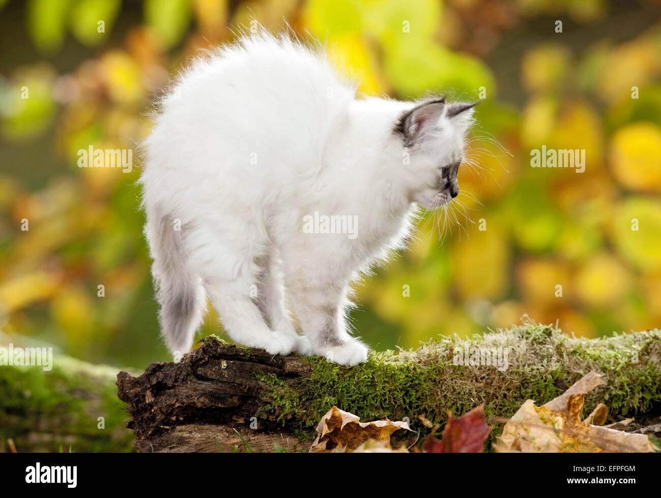 Domestic cat arching its back hi-res stock photography and images - Alamy
