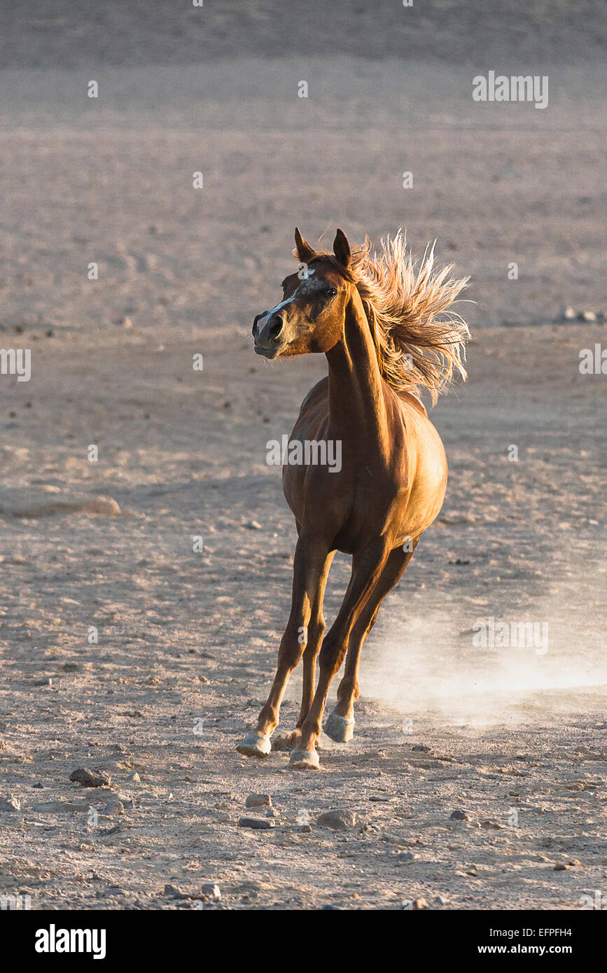 Arabian Horse Young chestnut stallion galloping the desert Egypt Stock ...