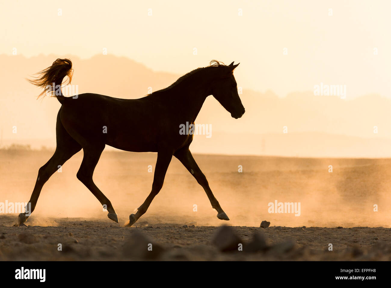 Arabian Horse Young chestnut stallion trotting the desert silhouetted ...