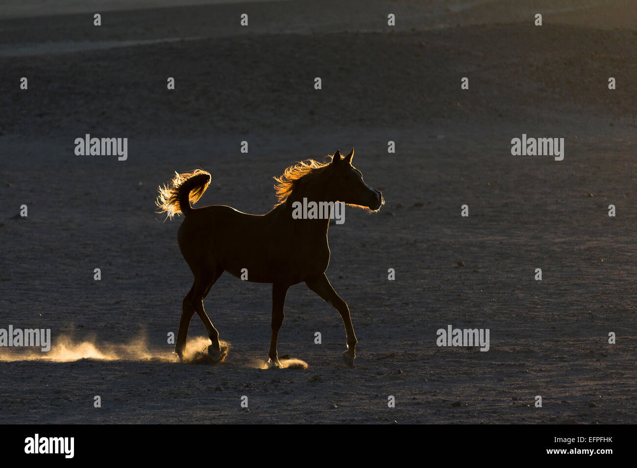 Arabian Horse Young chestnut stallion trotting the desert backlight ...