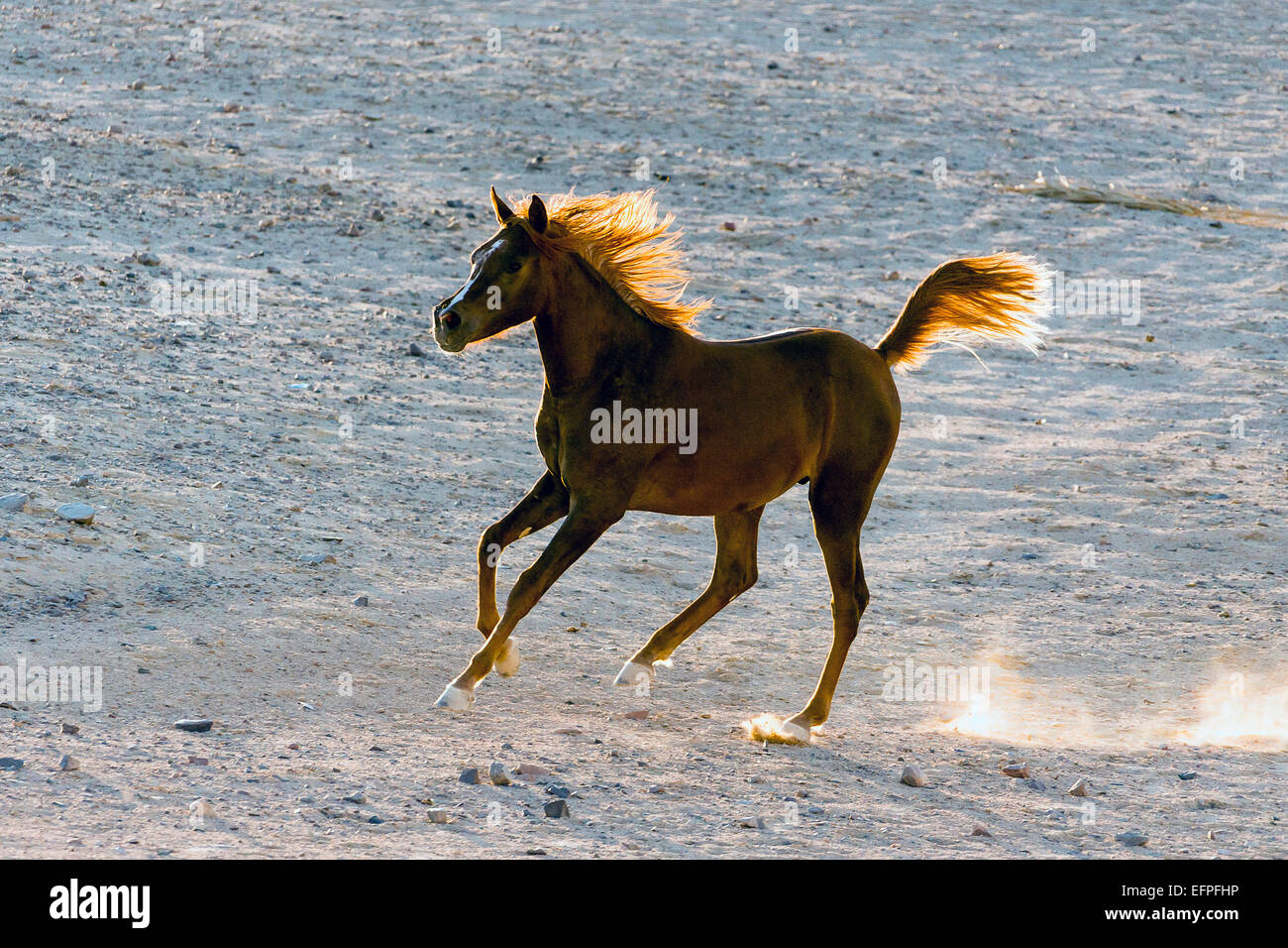 Arabian Horse Young chestnut stallion galloping the desert Egypt Stock ...
