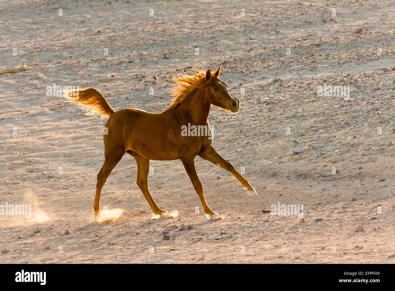 Arabian Horse Young chestnut stallion galloping the desert Egypt Stock ...