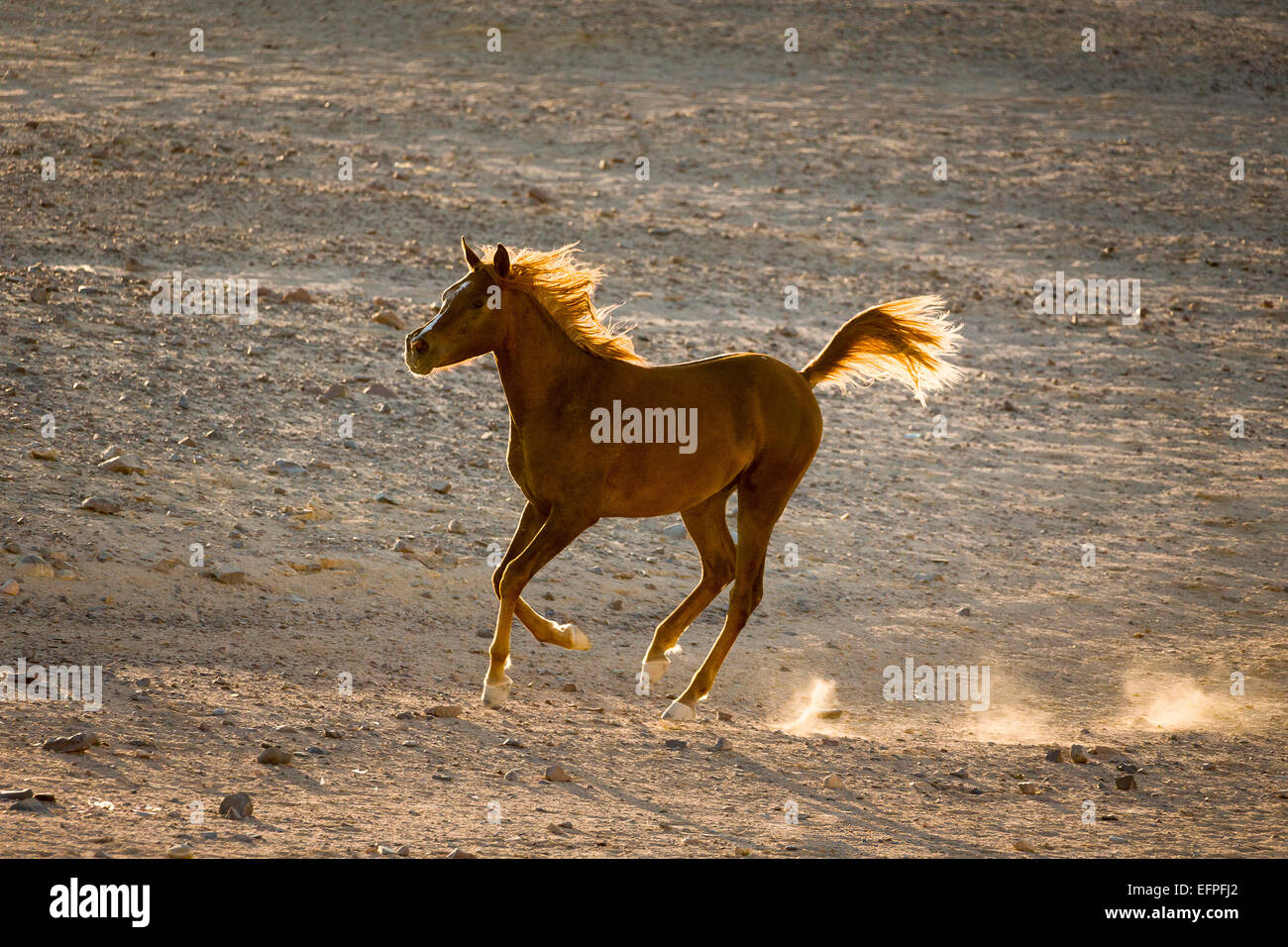 Arabian Horse Young chestnut stallion galloping the desert Egypt Stock ...