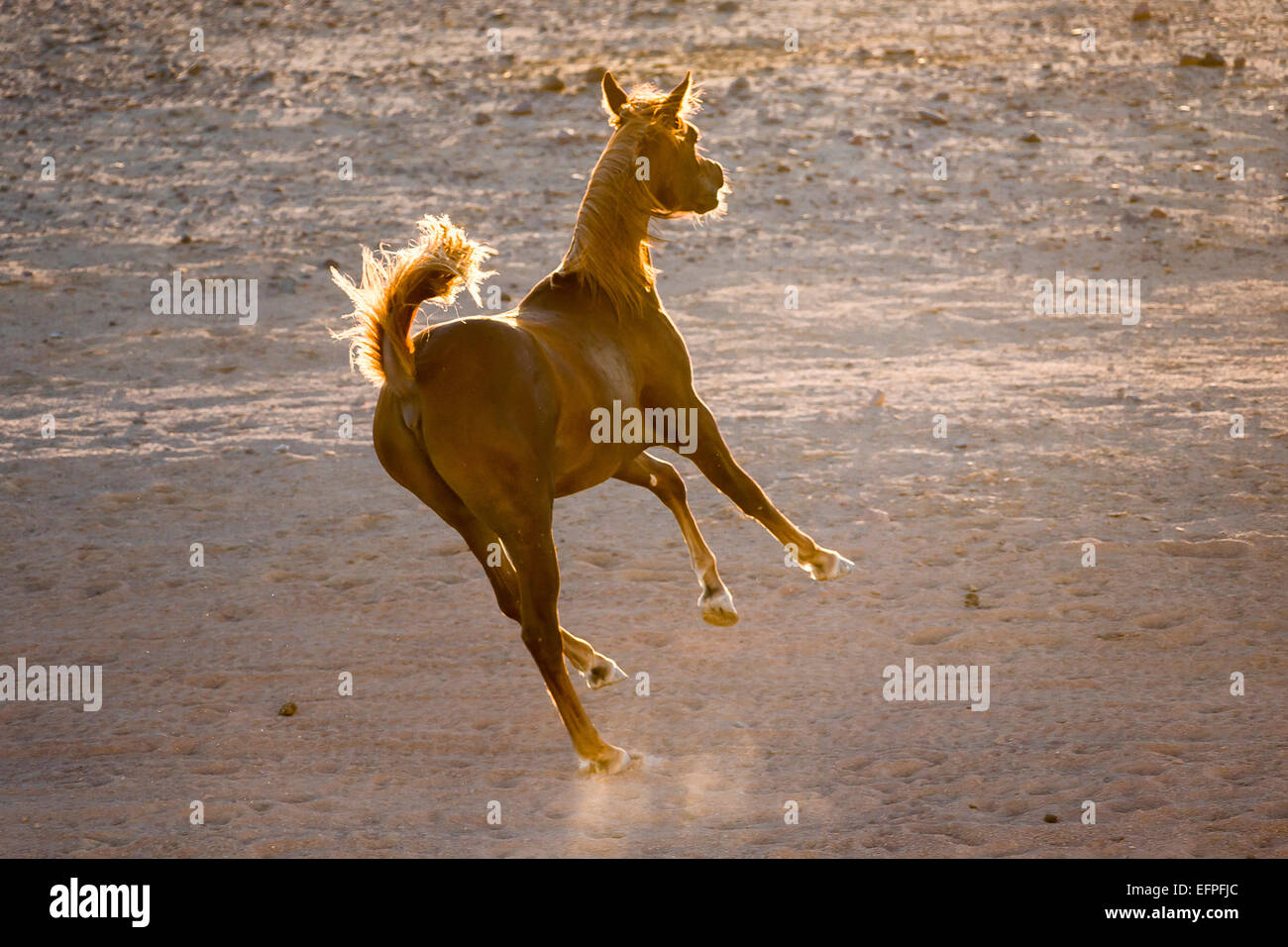 Arabian Horse Young chestnut stallion galloping the desert Egypt Stock ...