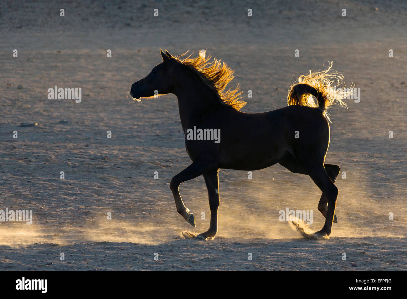 Arabian Horse Young chestnut stallion trotting the desert backlight ...