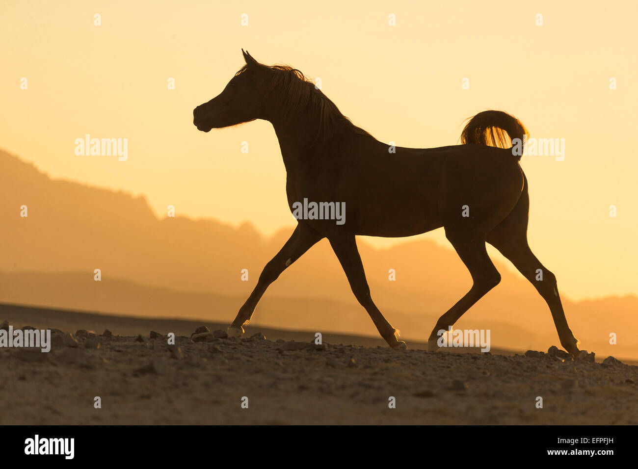 Arabian Horse Young chestnut stallion trotting the desert silhouetted ...
