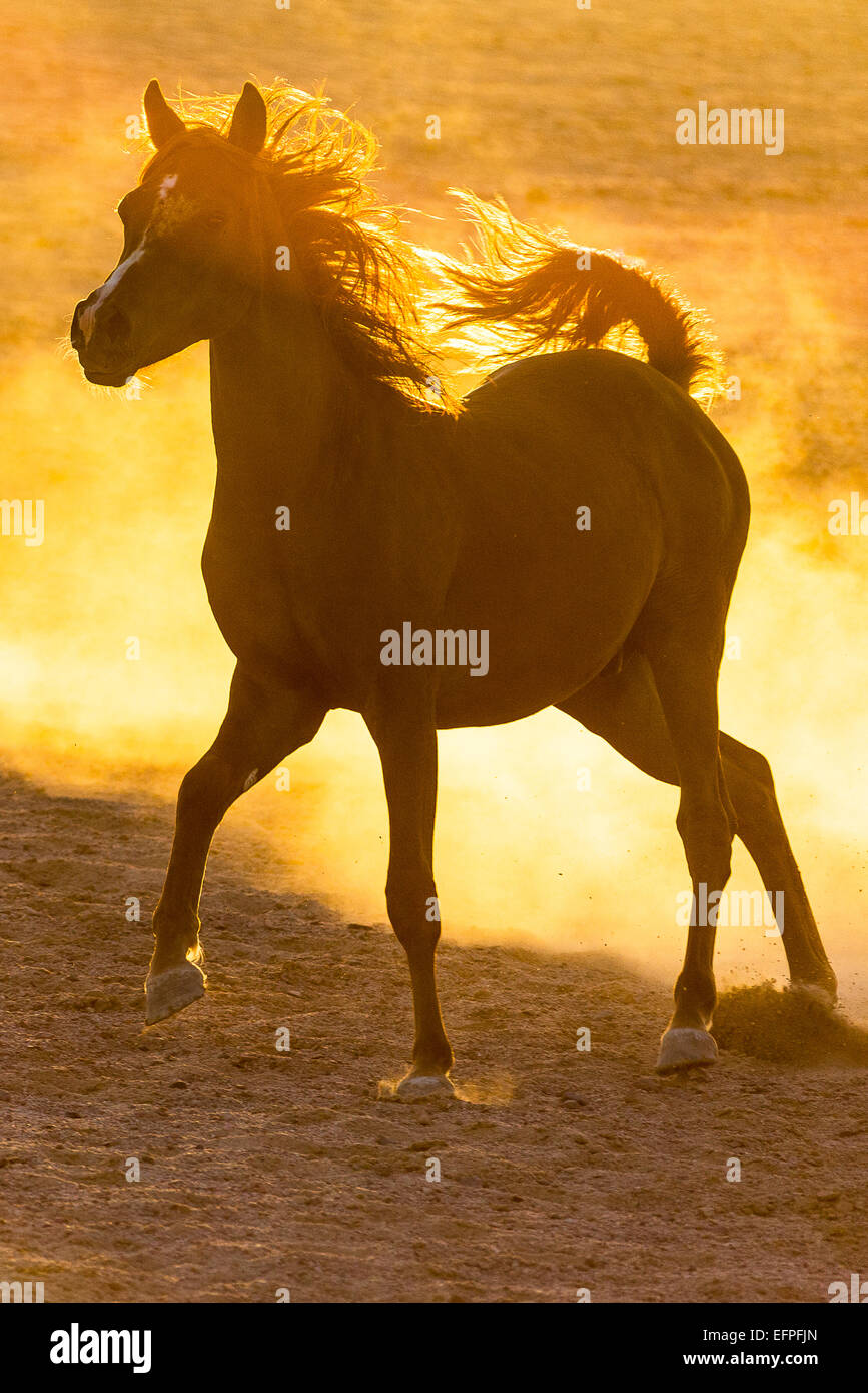 Arabian Horse Young chestnut stallion trotting the desert silhouetted ...