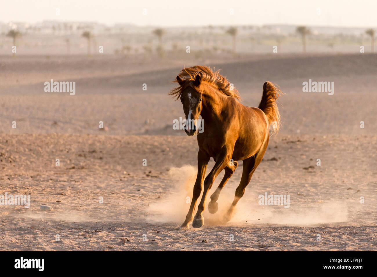 Arabian Horse Young chestnut stallion galloping the desert Egypt Stock ...