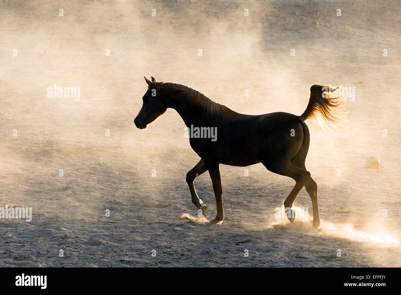 Arabian Horse Young chestnut stallion trotting the desert Egypt Stock ...