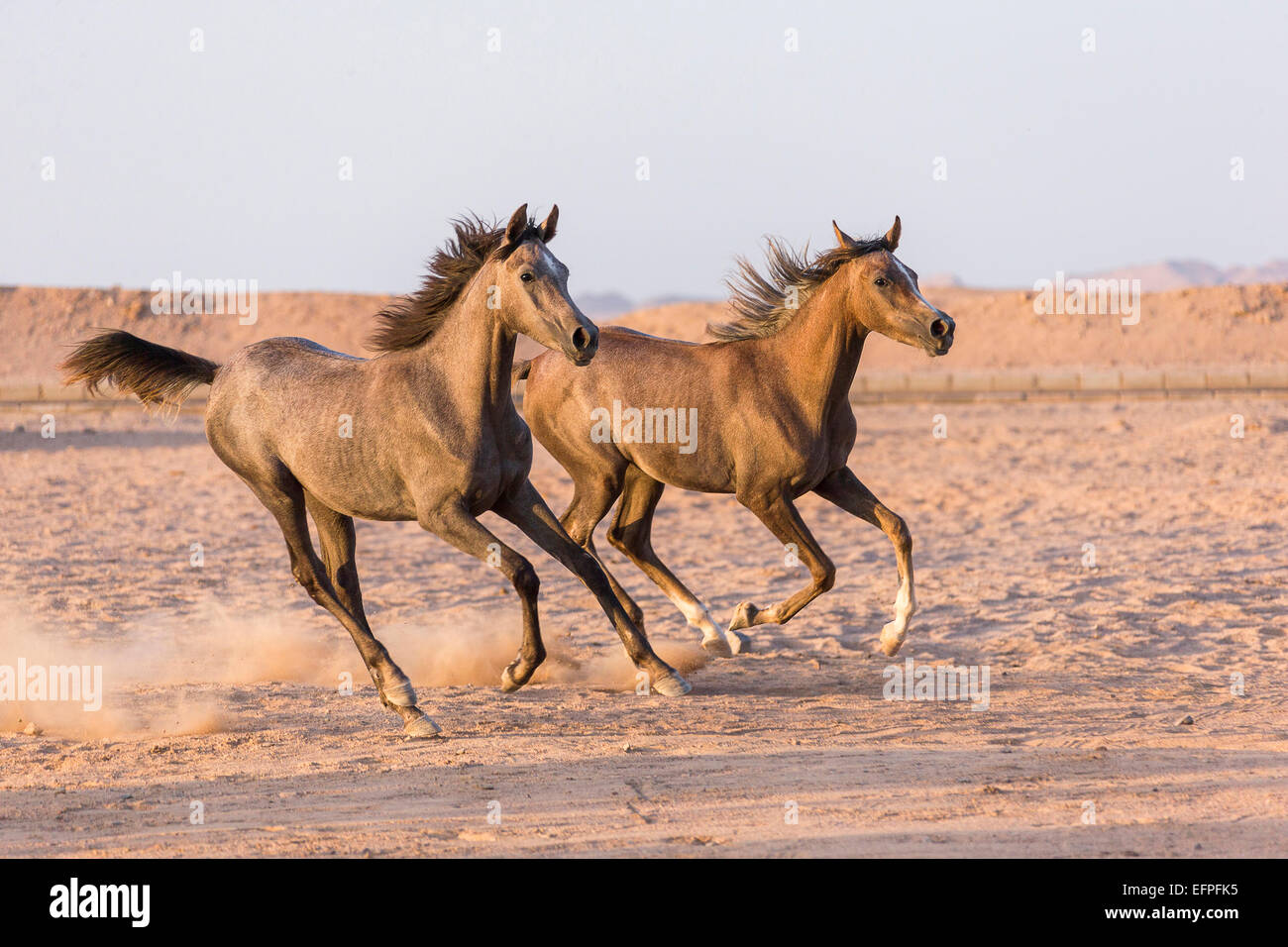 Arabian Horse Pair young mares galloping the desert Egypt Stock Photo ...