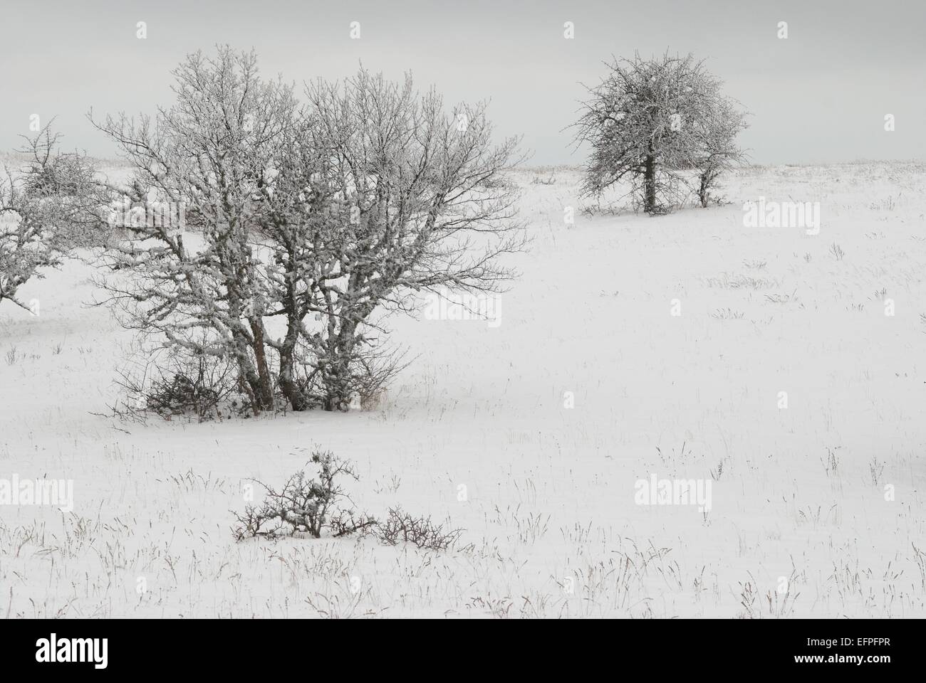 Winter landscape with icy trees Stock Photo - Alamy
