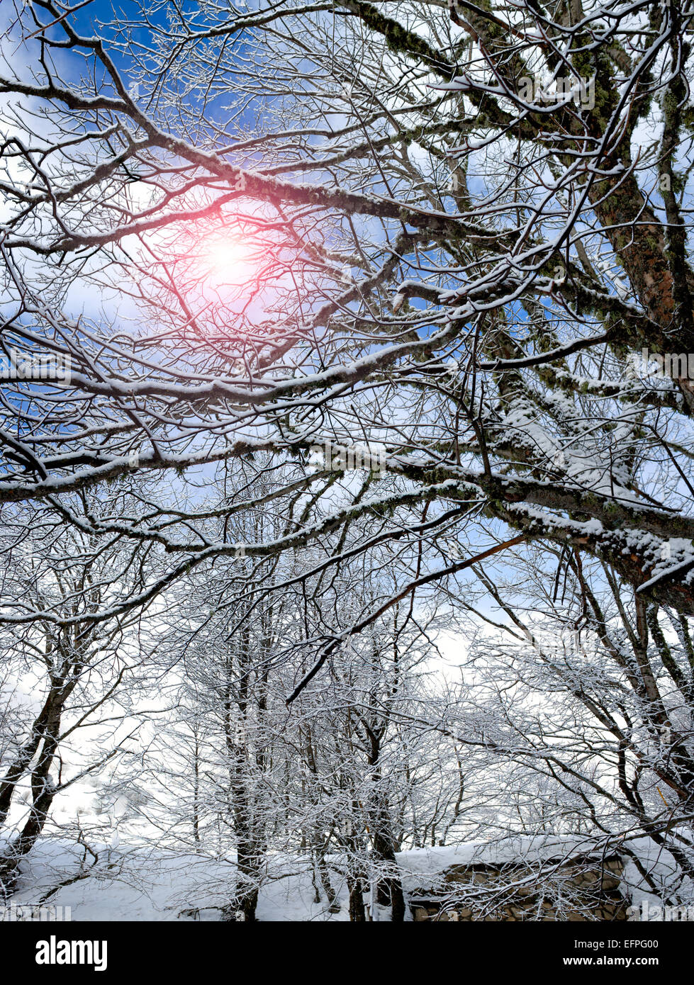 January scenery scene sunny hi-res stock photography and images - Alamy