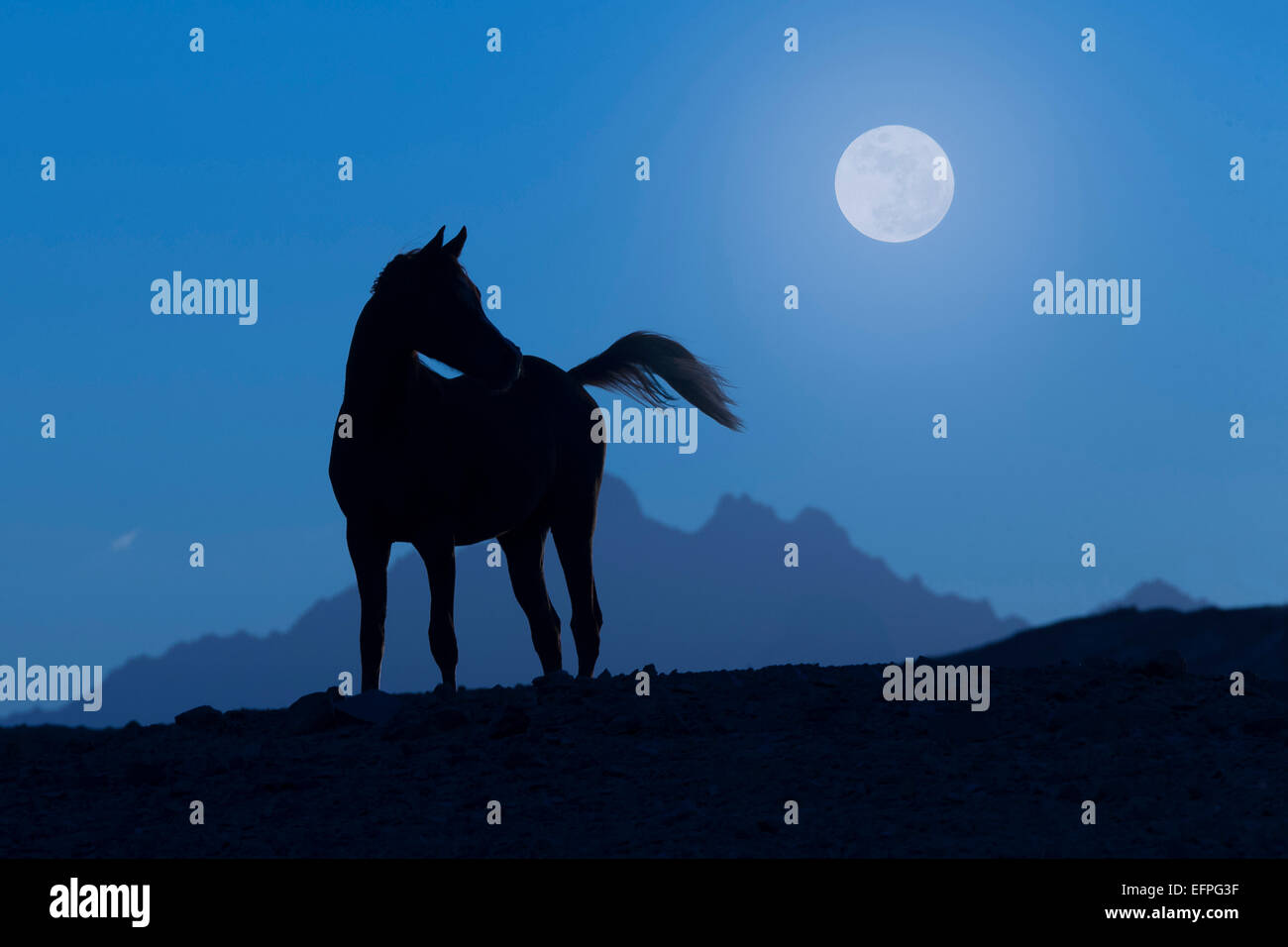 Arabian Horse Young mare standing the desert at night silhouetted ...