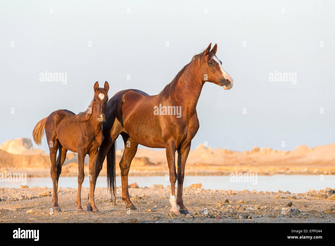 Arabian horse female foal standing hi-res stock photography and images ...