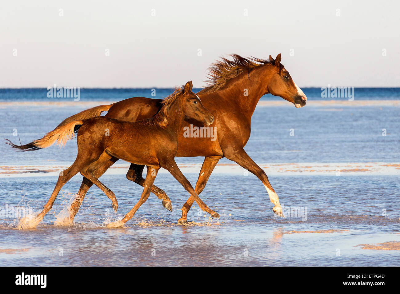 Arabian Horse Chestnut mare foal trotting shallow water beach Egypt ...