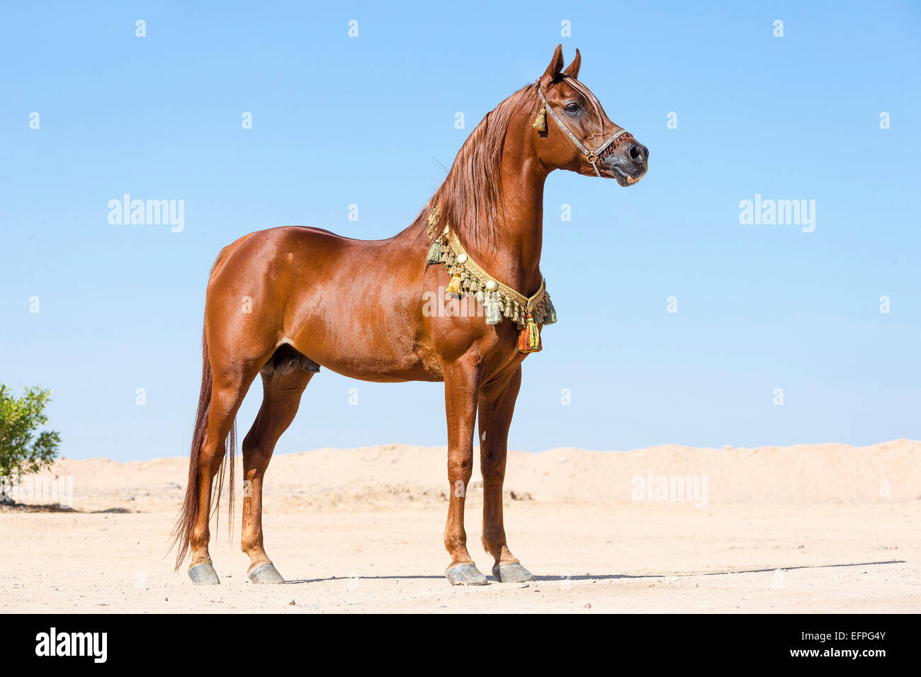 Arabian Horse. Chestnut stallion standing in the desert Egypt Stock ...