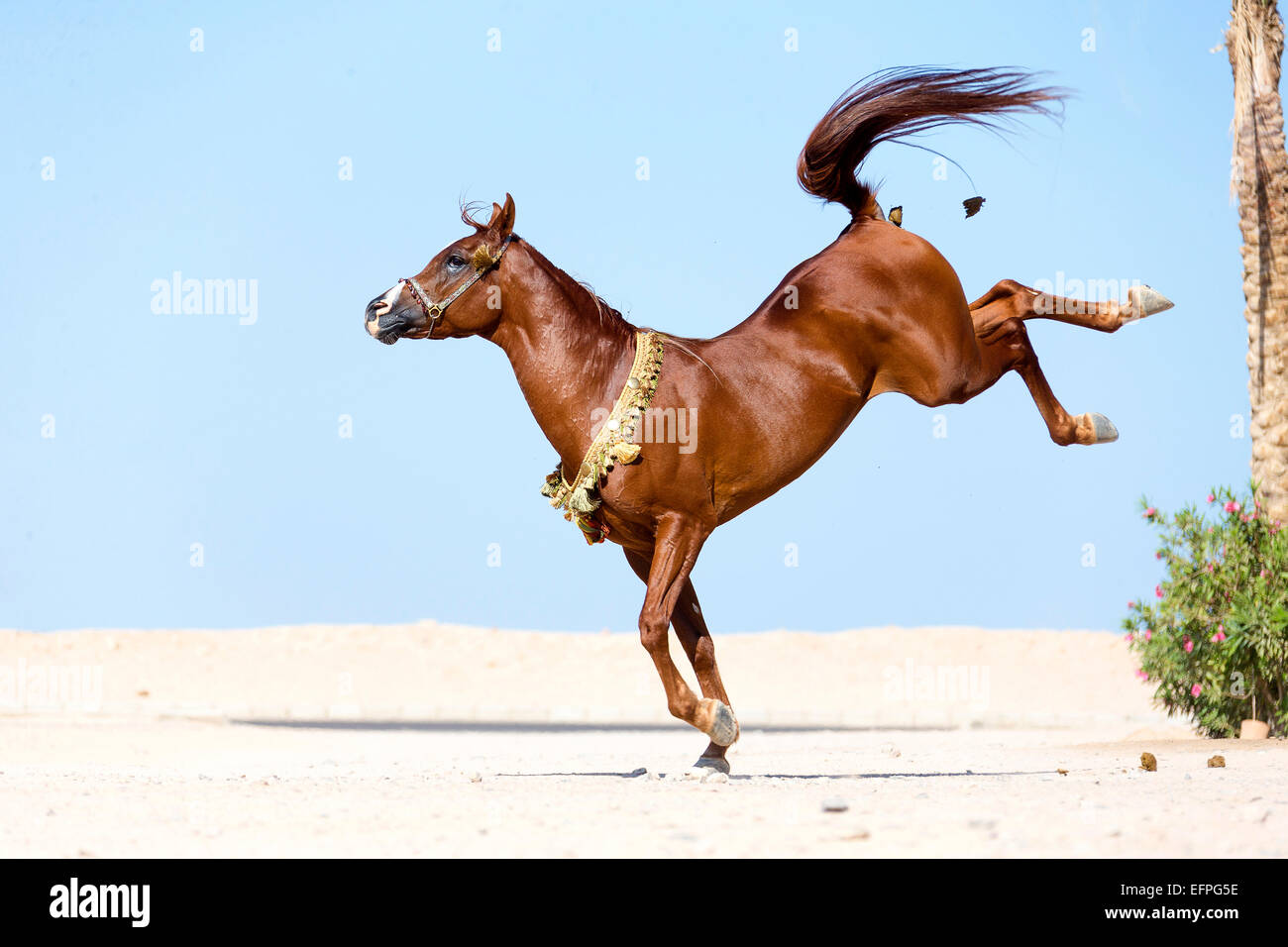 Arabian Horse Chestnut stallion kicking Egypt Stock Photo - Alamy