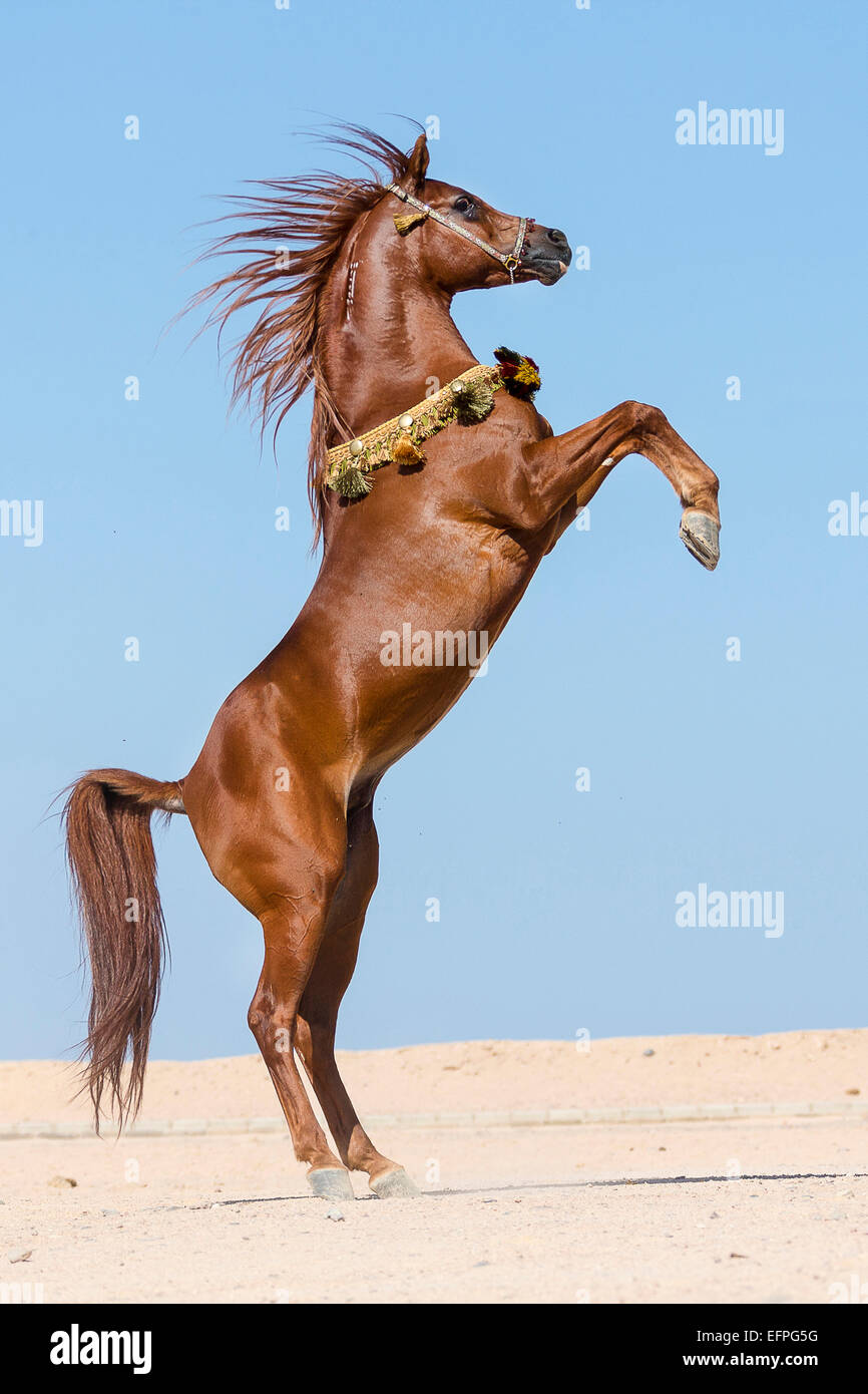 Arabian Horse Chestnut stallion rearing the desert silhouetted against ...