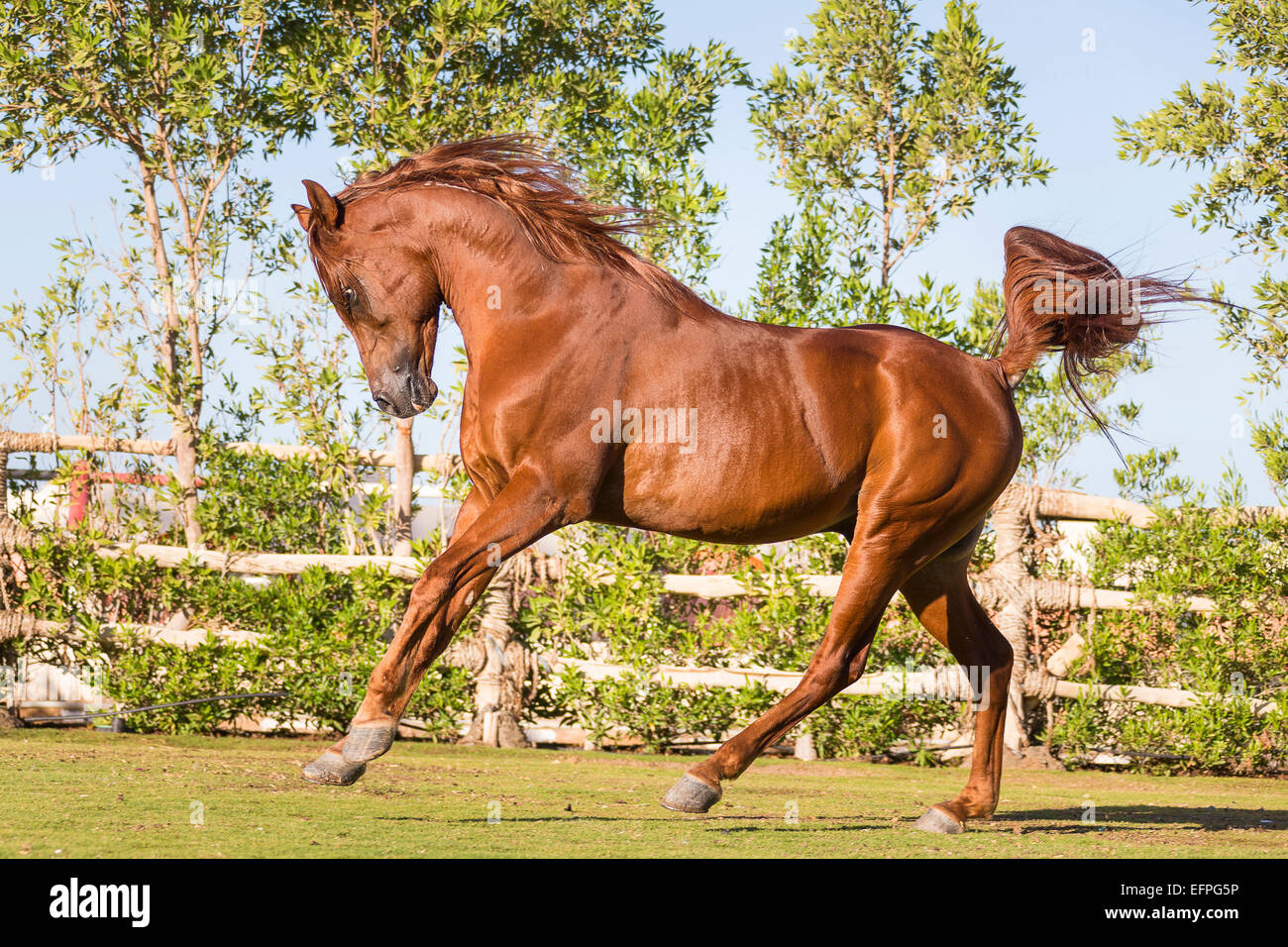 Arabian Horse Chestnut stallion galloping pasture Egypt Stock Photo - Alamy