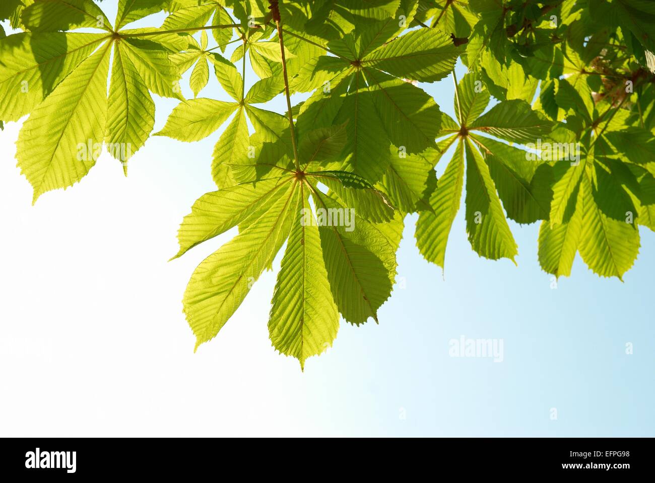 Green chestnut leaves with sunny blue sky Stock Photo - Alamy