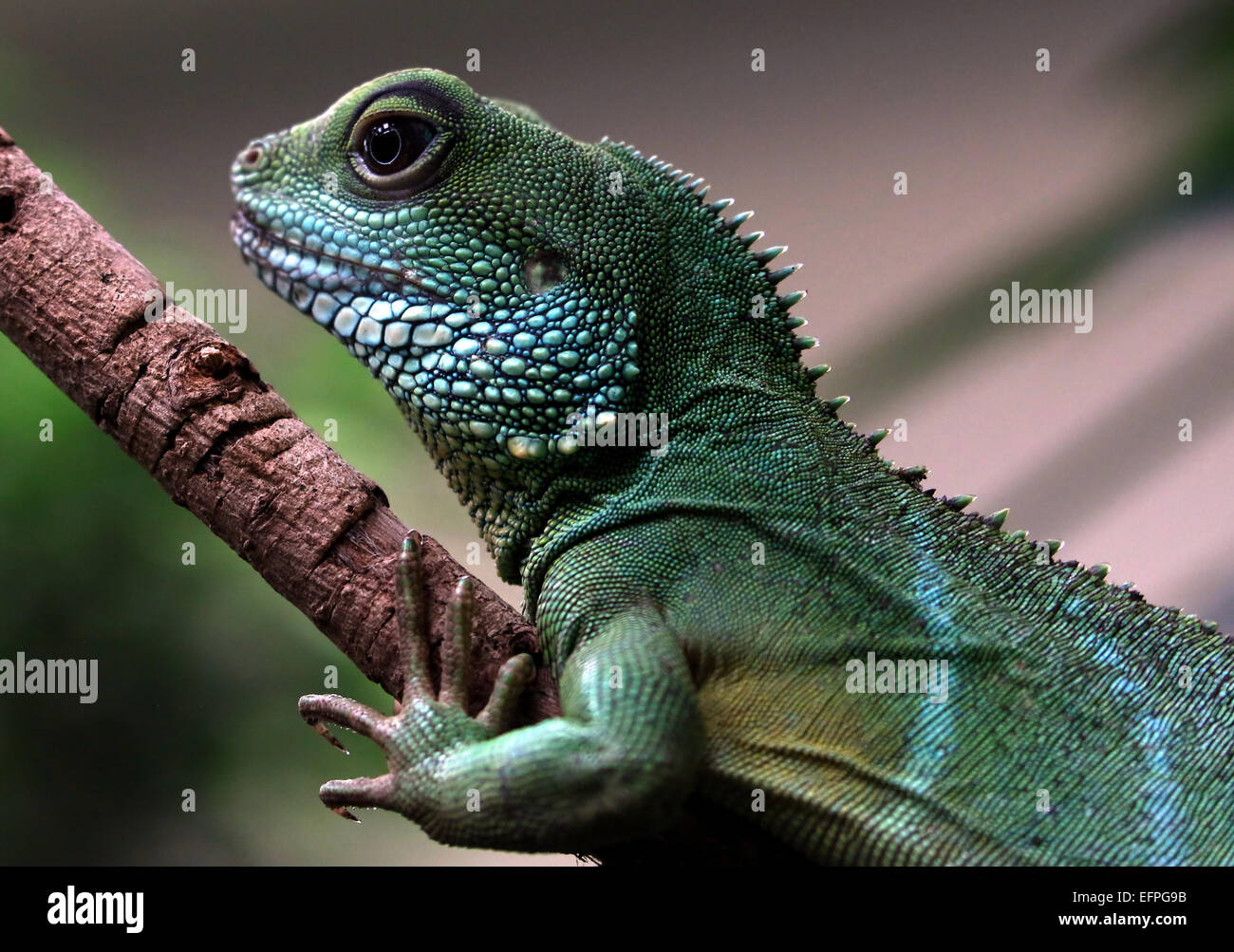 Chinese water dragons hi-res stock photography and images - Alamy